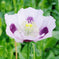 Poppy Seeds - Blue Moon | Flower Seeds in Packets & Bulk | Eden Brothers