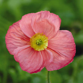Poppy Seeds | Shop 59 Varieties | Eden Brothers