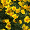 California Poppy Seeds - Golden West | Flower Seeds in Packets & Bulk ...