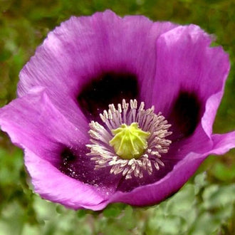 Poppy Seeds (Heirloom) | Shop 4 Varieties | Eden Brothers