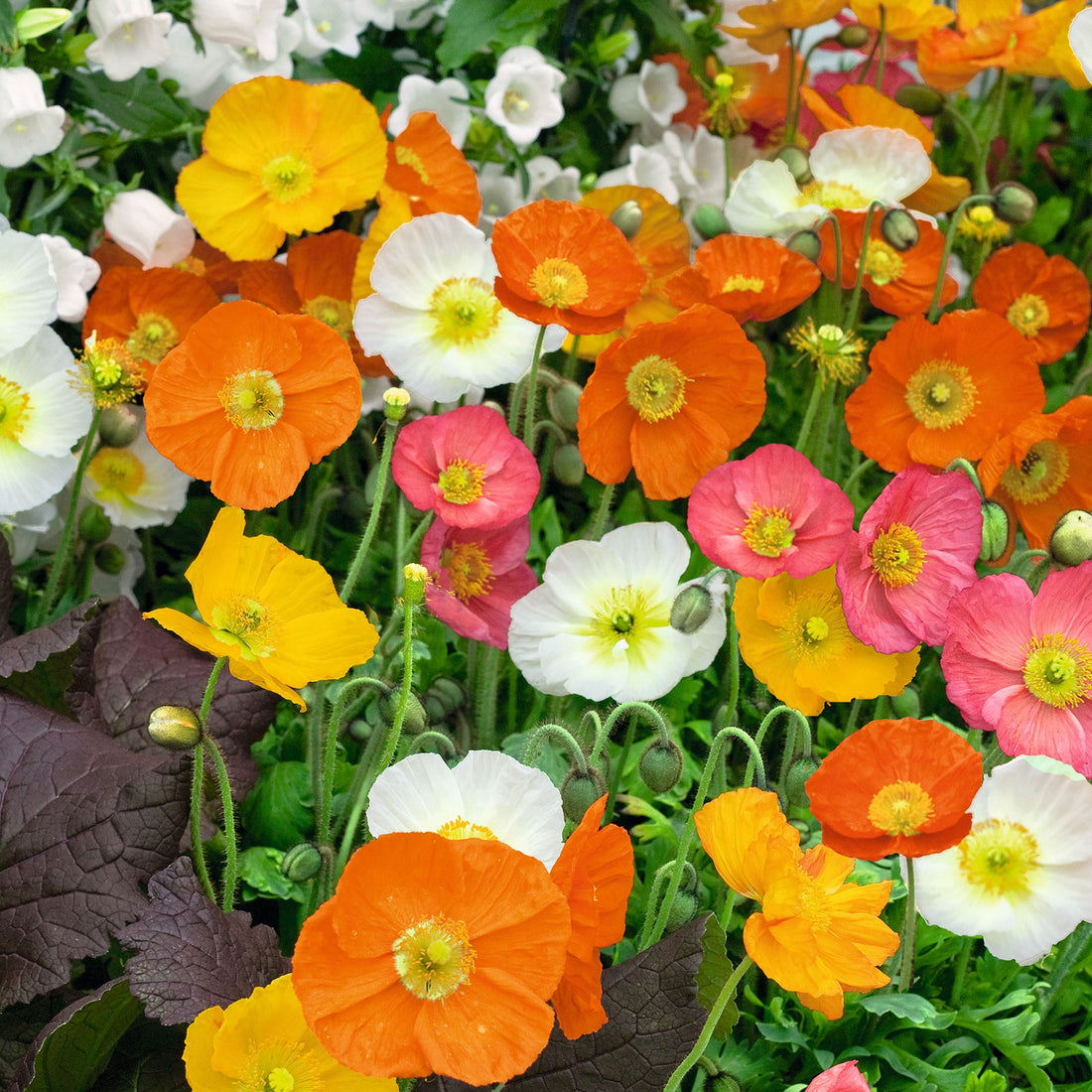 Iceland Poppy Seeds - Mixed Colors | Flower Seeds in Packets & Bulk ...
