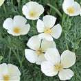 California Poppy Seeds - Ivory Castle | Flower Seeds in Packets & Bulk ...