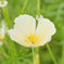 California Poppy Seeds - Ivory Castle | Flower Seeds in Packets & Bulk ...