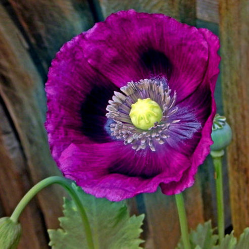 Poppy Seeds - Laurens Grape | Flower Seeds in Packets & Bulk | Eden ...