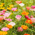 California Poppy Seeds - Mission Bells Mix | Flower Seeds in Packets ...