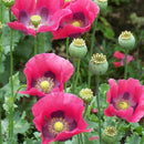 Poppy Seeds - Pepperbox | Flower Seeds in Packets & Bulk | Eden Brothers