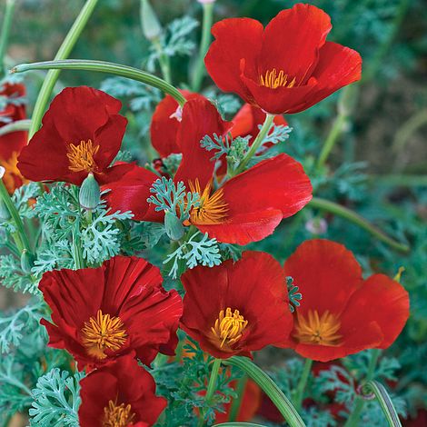 California Poppy Seeds - Red Chief | Flower Seeds in Packets & Bulk ...