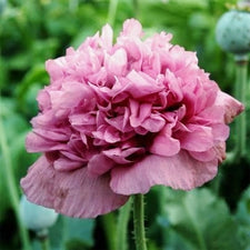 Poppy Seeds | Shop 58 Varieties | Eden Brothers