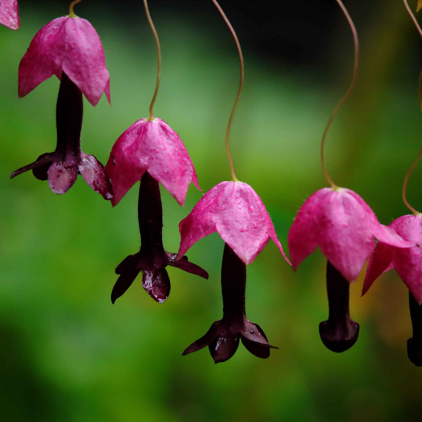 Purple Bell Vine Seeds | Flower Seeds in Packets & Bulk | Eden Brothers