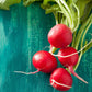 Radish Seeds - Champion | Vegetable Seeds in Packets & Bulk | Eden Brothers