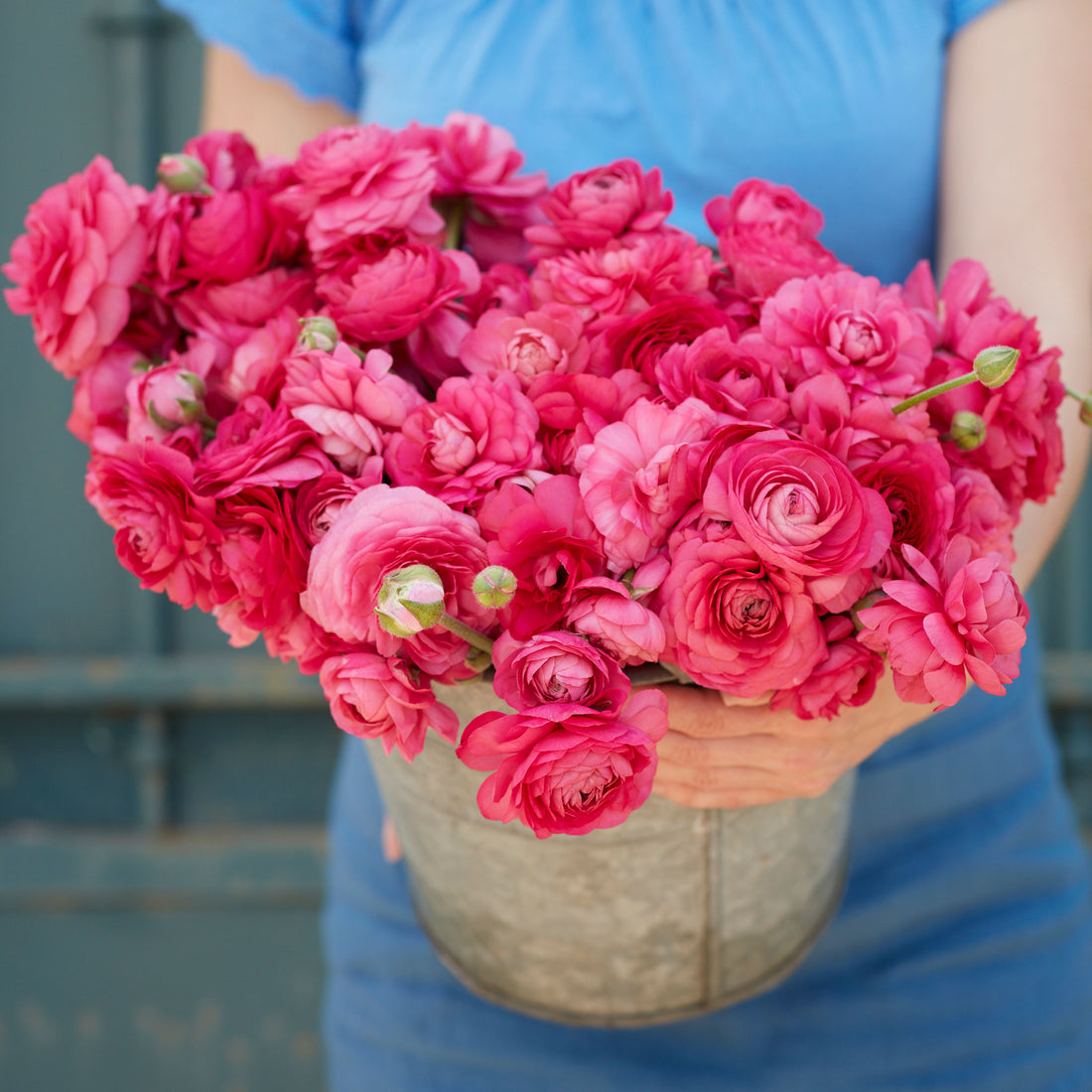 Ranunculus Bulbs - Bonbon | Flower Bulbs | Eden Brothers