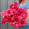 Ranunculus Bulbs - Bonbon | Flower Bulbs | Eden Brothers
