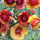 Ranunculus Bulbs - Cafe | Flower Bulbs | Eden Brothers
