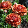 Ranunculus Bulbs - Cafe | Flower Bulbs | Eden Brothers
