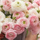Ranunculus Bulbs - Chamallow | Flower Bulbs | Eden Brothers