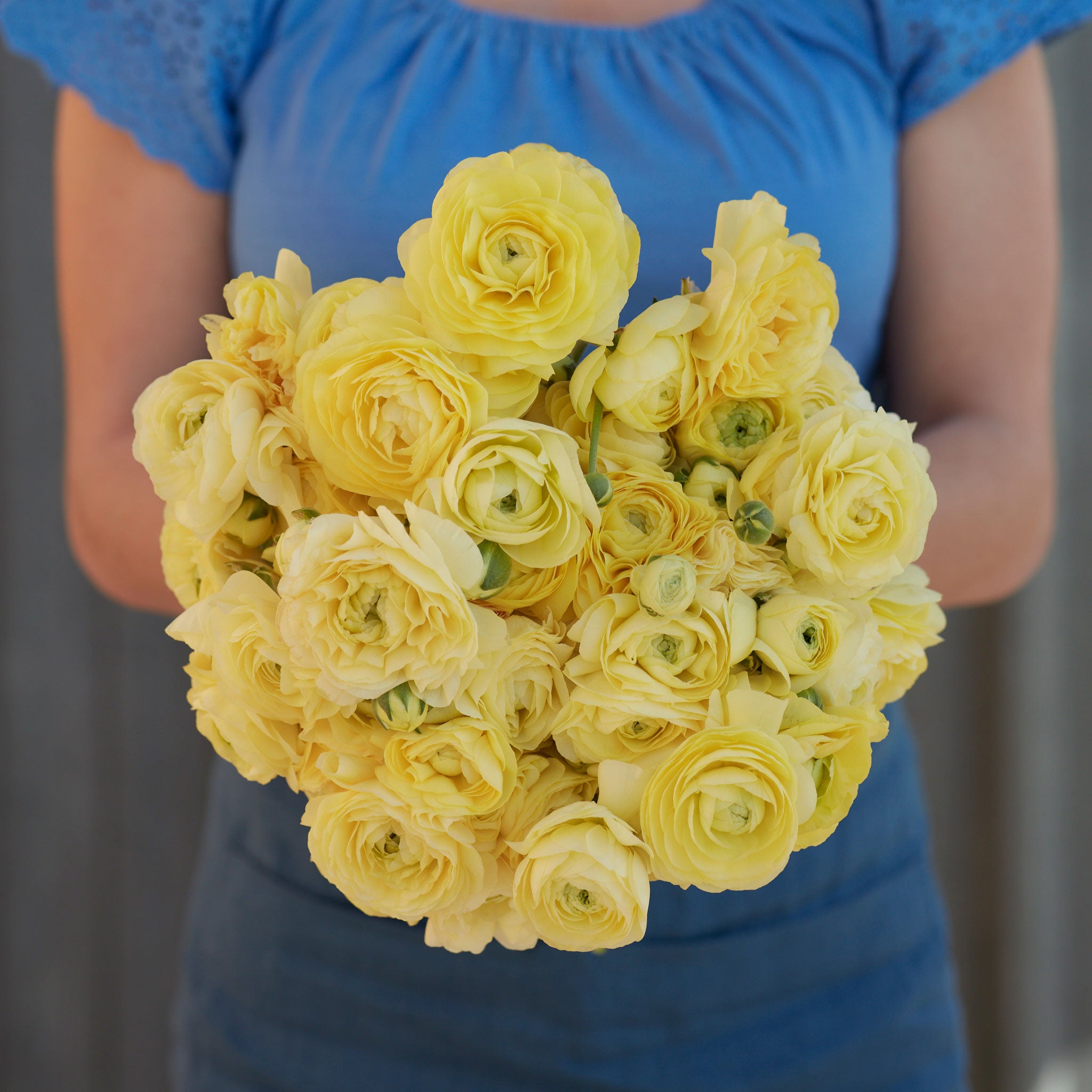 Ranunculus Bulbs - Cream | Flower Bulbs | Eden Brothers