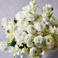 Ranunculus & Freesia Bulbs - White Mix | Fall Flower Bulbs | Eden Brothers