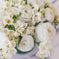 Ranunculus & Freesia Bulbs - White Mix | Fall Flower Bulbs | Eden Brothers