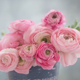 Ranunculus Bulbs | Shop 59 Varieties | Eden Brothers