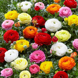 Ranunculus Bulbs | Shop 53 Varieties | Eden Brothers