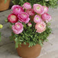 Ranunculus Bulbs - Pink | Flower Bulbs | Eden Brothers