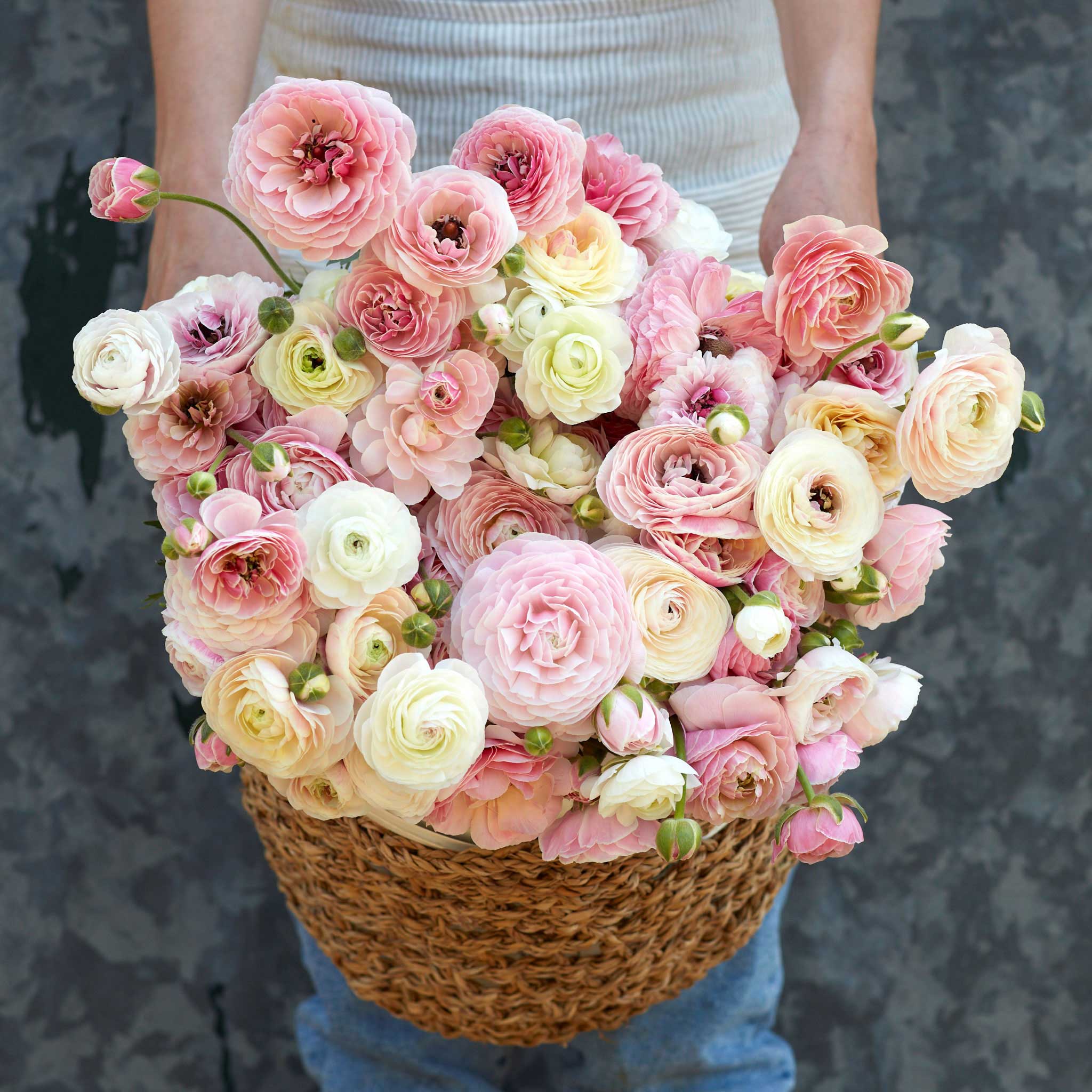 Ranunculus Bulbs - Porcelaine | Flower Bulbs | Eden Brothers