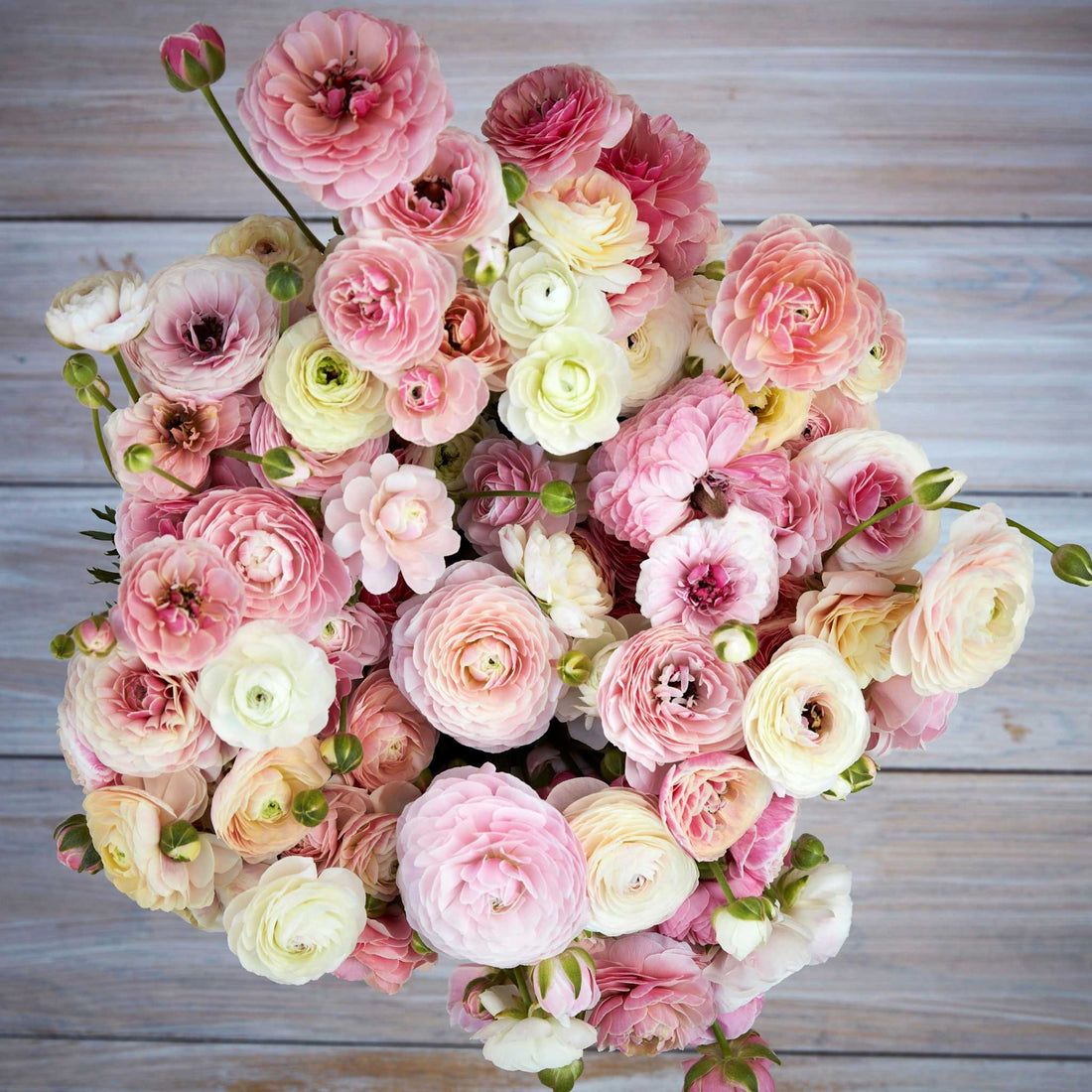Ranunculus Bulbs - Porcelaine | Flower Bulbs | Eden Brothers
