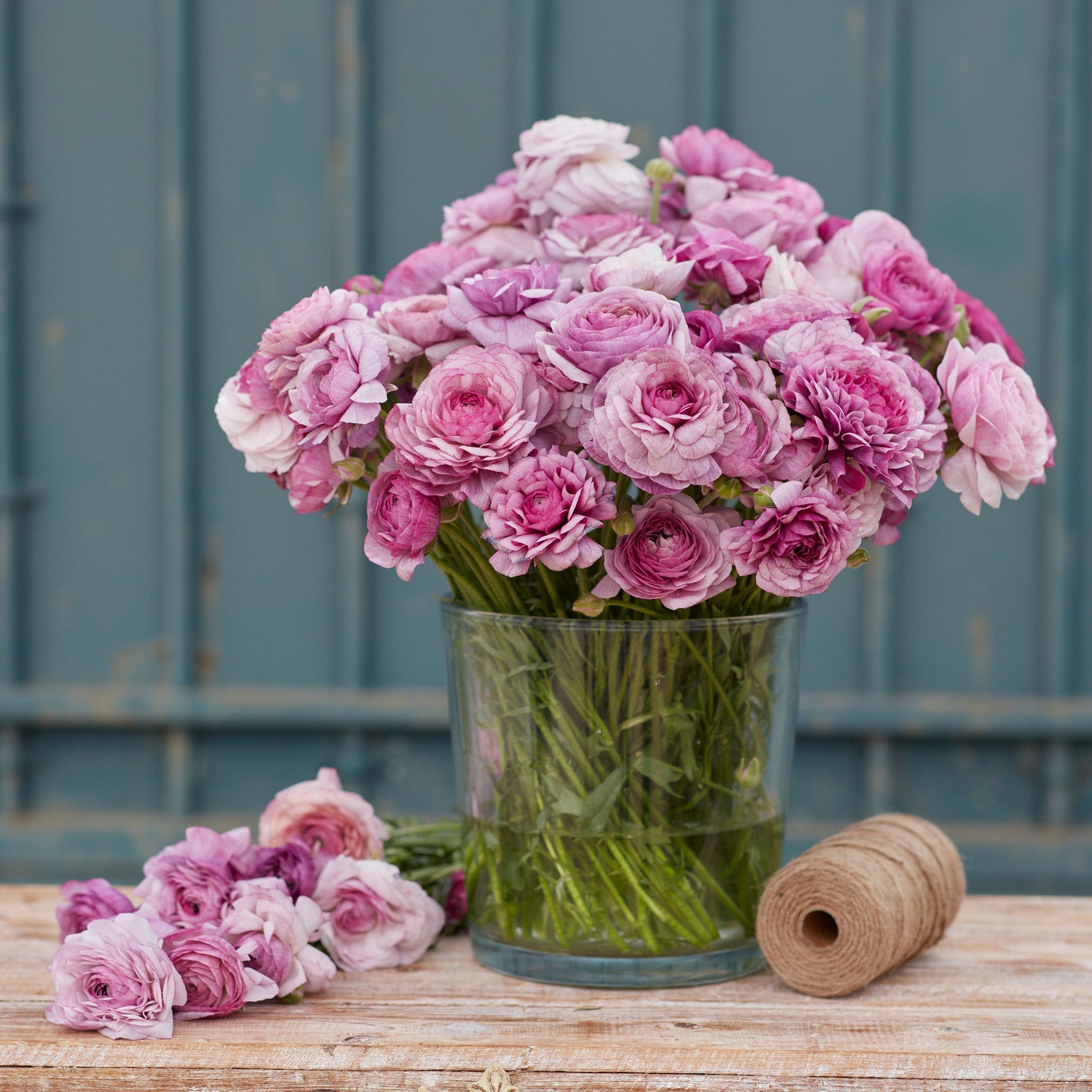 Ranunculus Bulbs - Purple Jean | Flower Bulbs | Eden Brothers