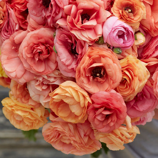 Ranunculus Bulbs - Salmon | Flower Bulbs | Eden Brothers