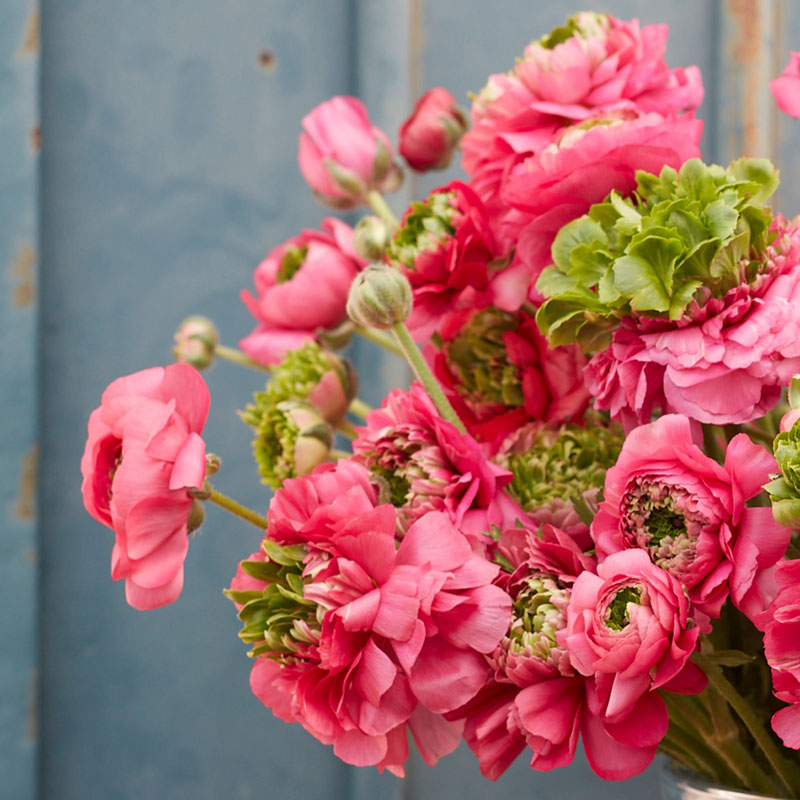 Ranunculus Bulbs - Super Green Rose | Flower Bulbs | Eden Brothers