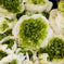 Ranunculus Bulbs - Super Green White | Flower Bulbs | Eden Brothers