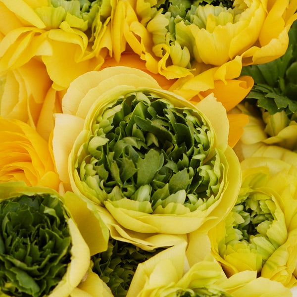 Ranunculus Bulbs - Super Green Yellow | Flower Bulbs | Eden Brothers