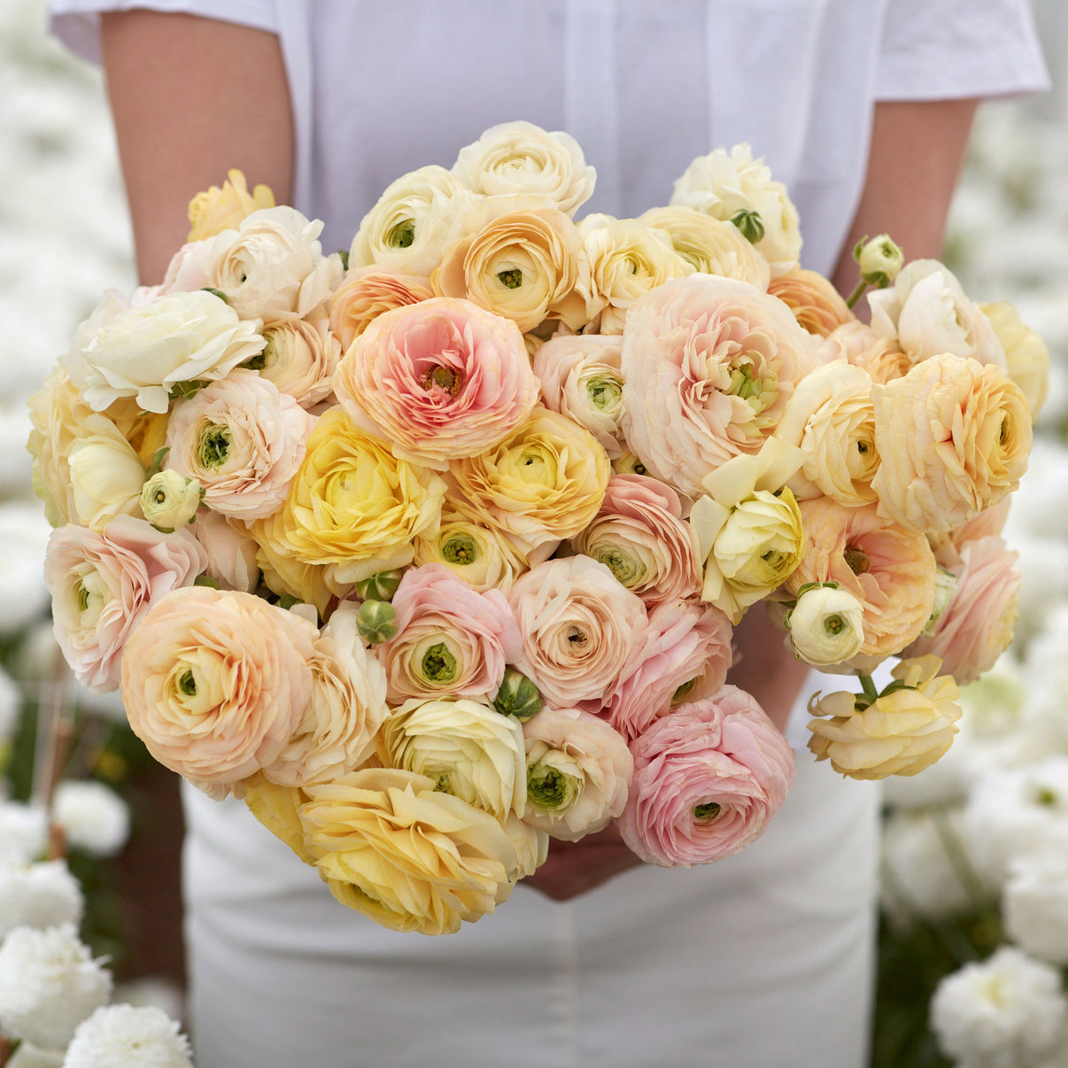 Ranunculus Bulbs - Wedding Pastel | Flower Bulbs | Eden Brothers