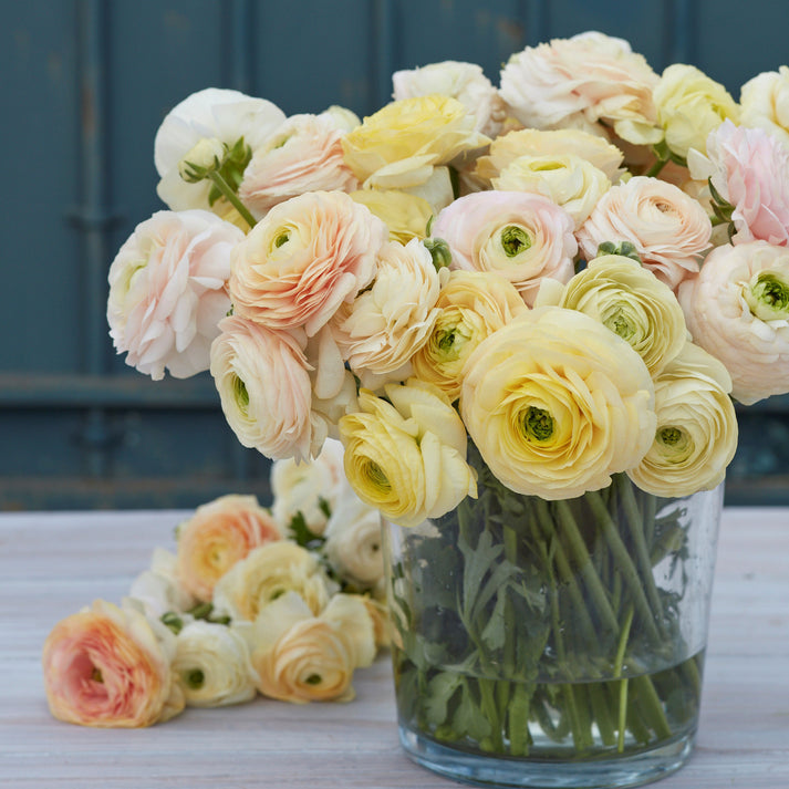 Ranunculus Bulbs - Wedding Pastel | Flower Bulbs | Eden Brothers