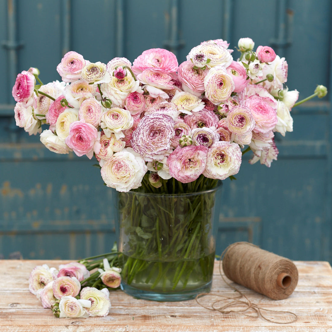 Ranunculus Bulbs - White Picotee | Flower Bulbs | Eden Brothers