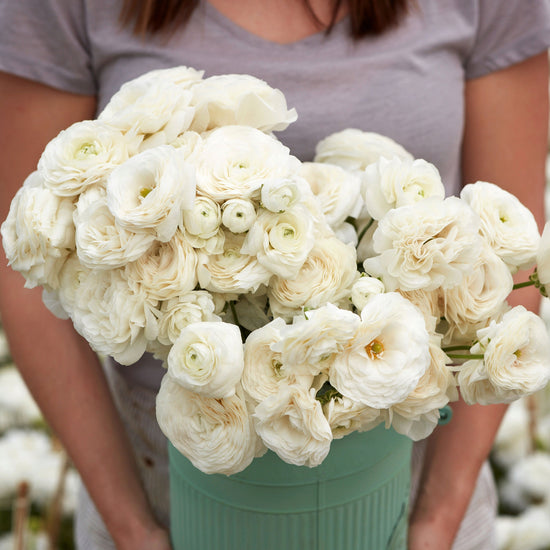 Ranunculus Bulbs - White | Flower Bulbs | Eden Brothers