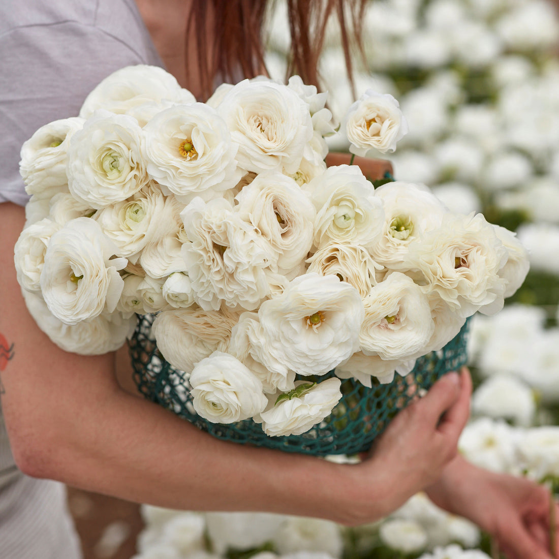 Ranunculus Bulbs - White | Flower Bulbs | Eden Brothers