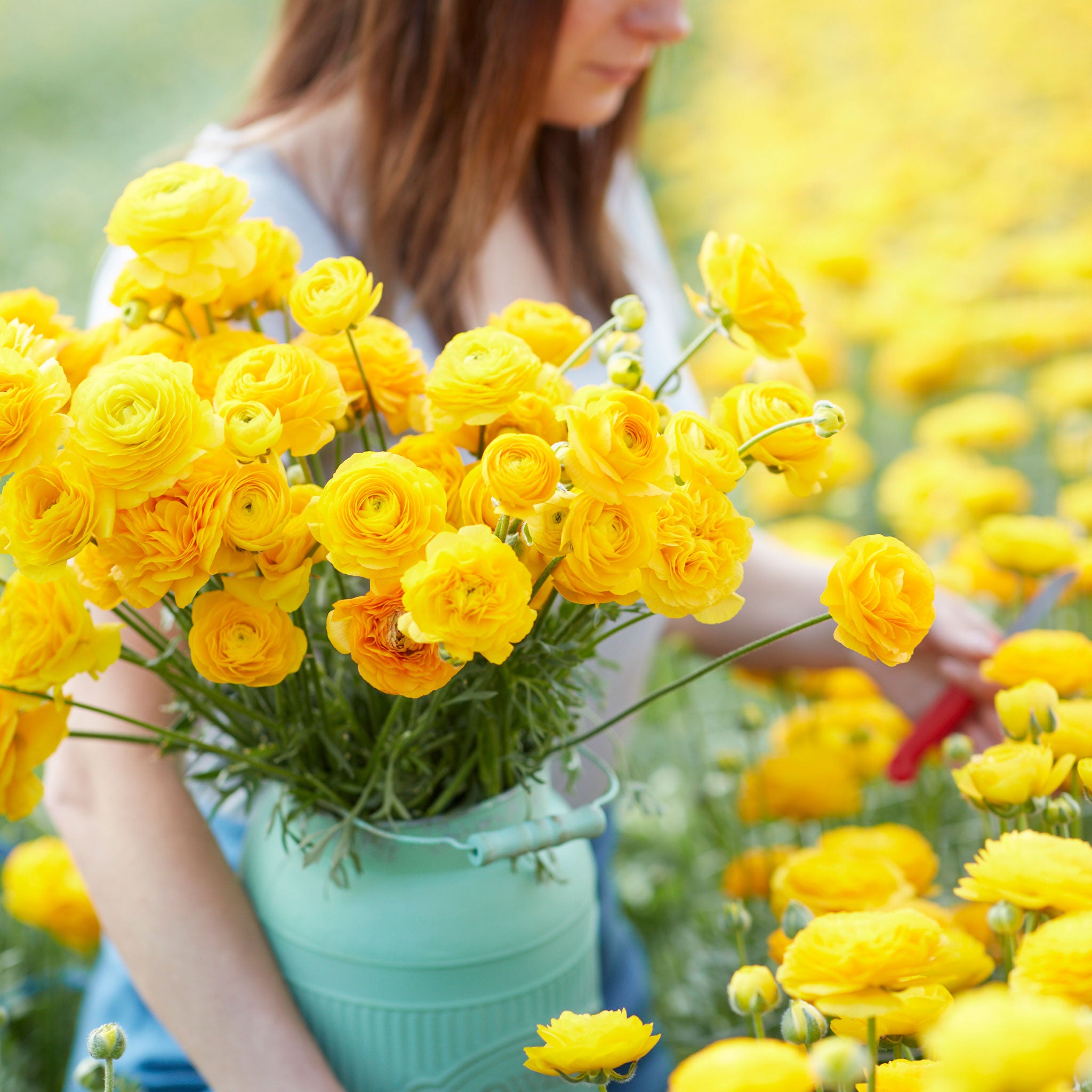 Ranunculus Bulbs - Yellow | Flower Bulbs | Eden Brothers