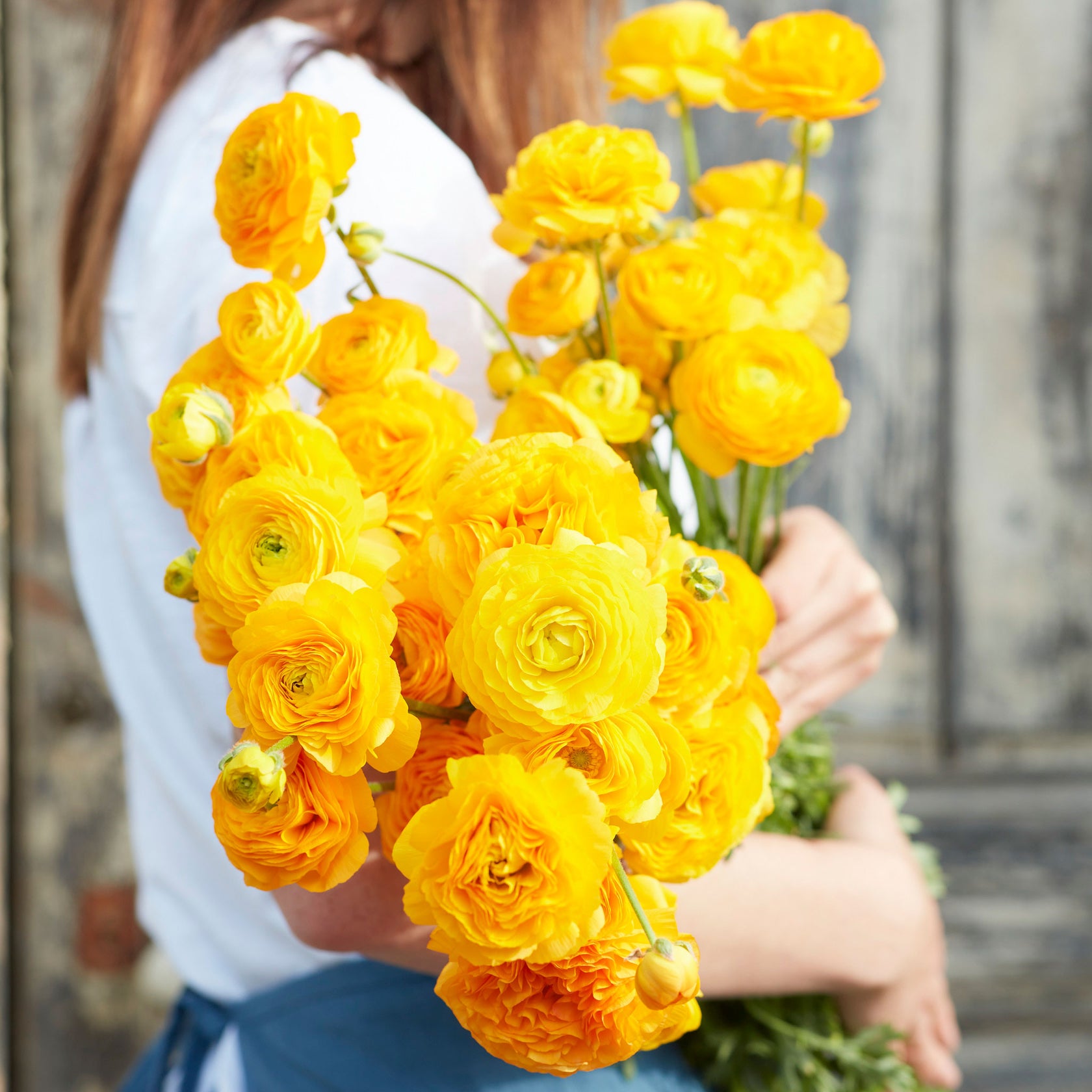 Ranunculus Bulbs - Yellow | Flower Bulbs | Eden Brothers