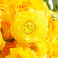 Ranunculus Bulbs - Yellow | Flower Bulbs | Eden Brothers