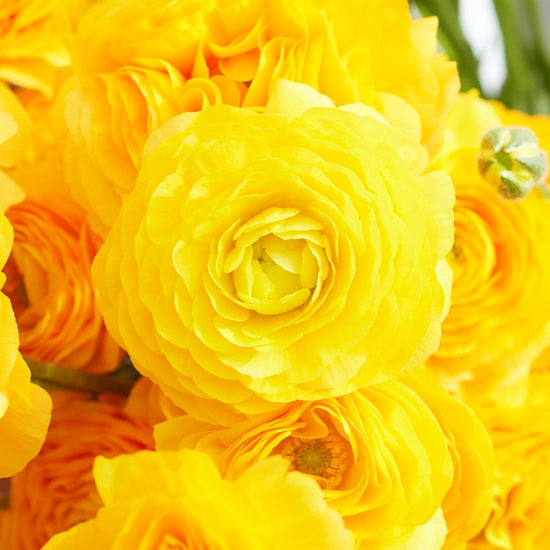Ranunculus Bulbs - Yellow | Flower Bulbs | Eden Brothers