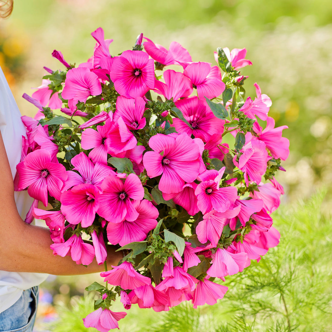 Rose Mallow Seeds - Tanagra | Flower Seeds in Packets & Bulk | Eden ...