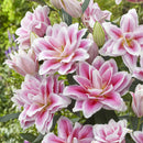 Roselily Bulbs - Mikaela | Flower Bulbs | Eden Brothers
