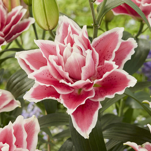 Roselily Bulbs - Samantha | Flower Bulbs | Eden Brothers