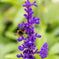 Blue Sage Seeds | Flower Seeds in Packets & Bulk | Eden Brothers