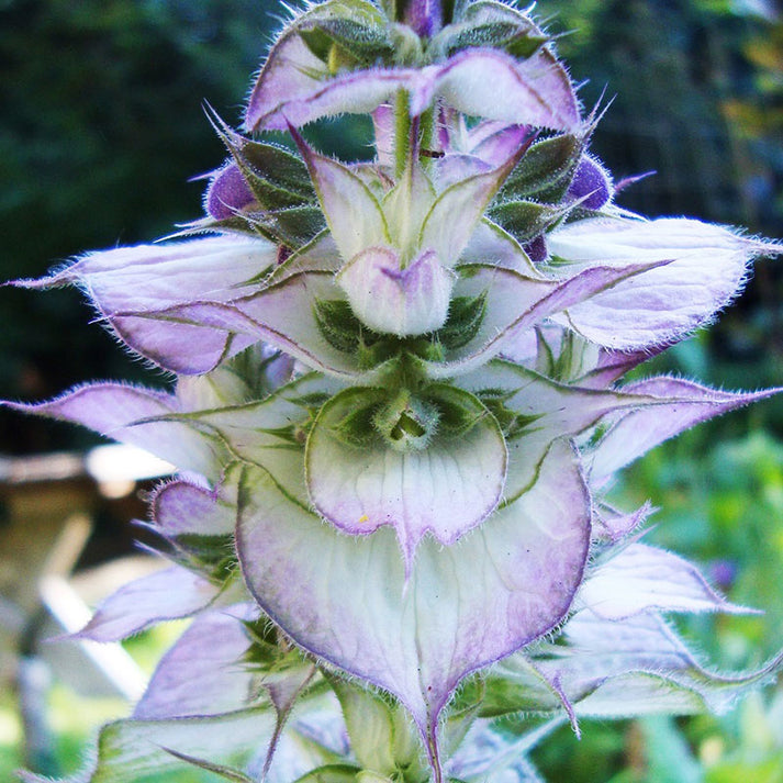 Clary Sage Seeds - Bluish-White | Flower Seeds in Packets & Bulk | Eden ...