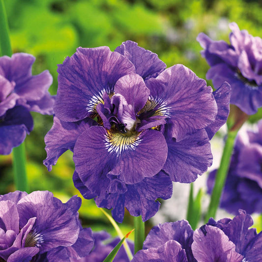 Bearded Iris | Shop 50 Varieties | Eden Brothers