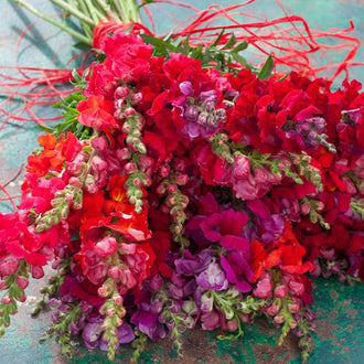 Snapdragon Seeds | Shop 30 Varieties | Eden Brothers