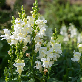 Snapdragon Seeds | Shop 38 Varieties | Eden Brothers