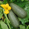 Summer Squash Seeds - Grey Zucchini | Vegetable Seeds in Packets & Bulk ...